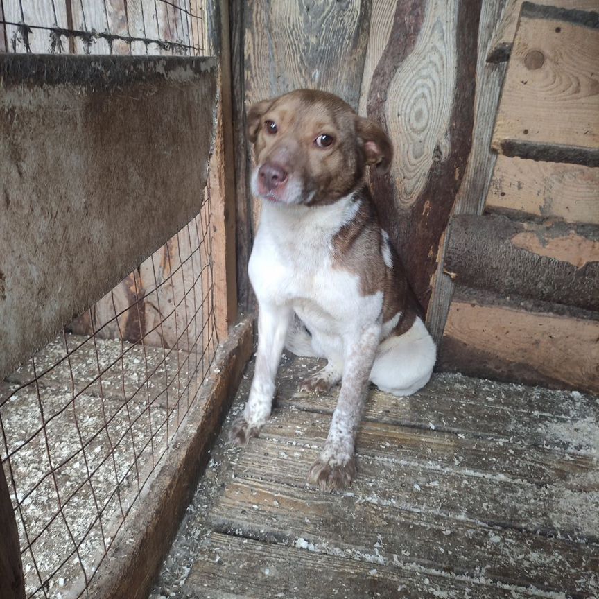 В добрые руки