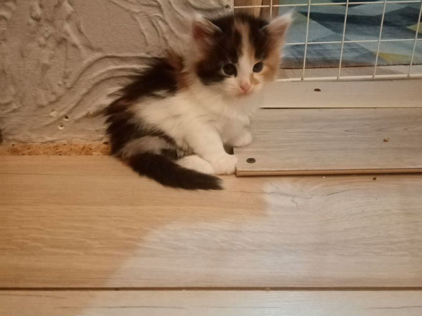 Котята мейн-кун метис