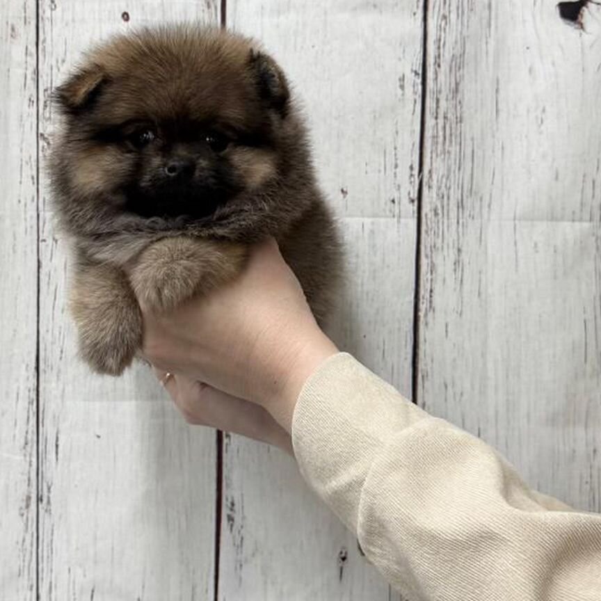 Померанский шпиц, щенок
