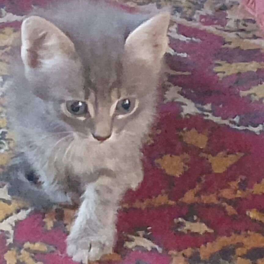 Британский короткошёрстный котёнок