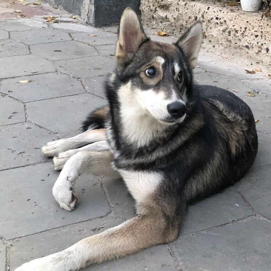 Собака в добрые руки