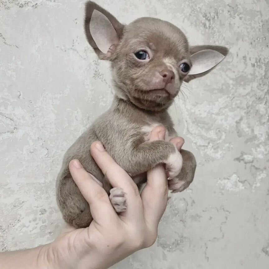 Чихуахуа, щенок