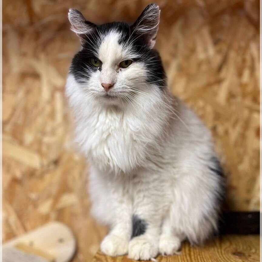 Взрослый кот в добрые руки