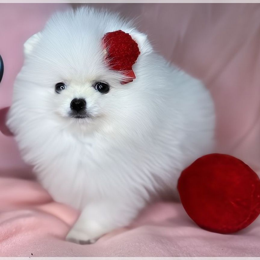 Померанский шпиц, щенок