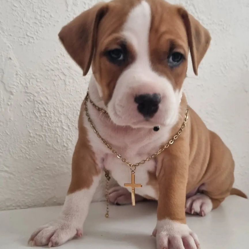 Американский стаффордширский терьер, щенок