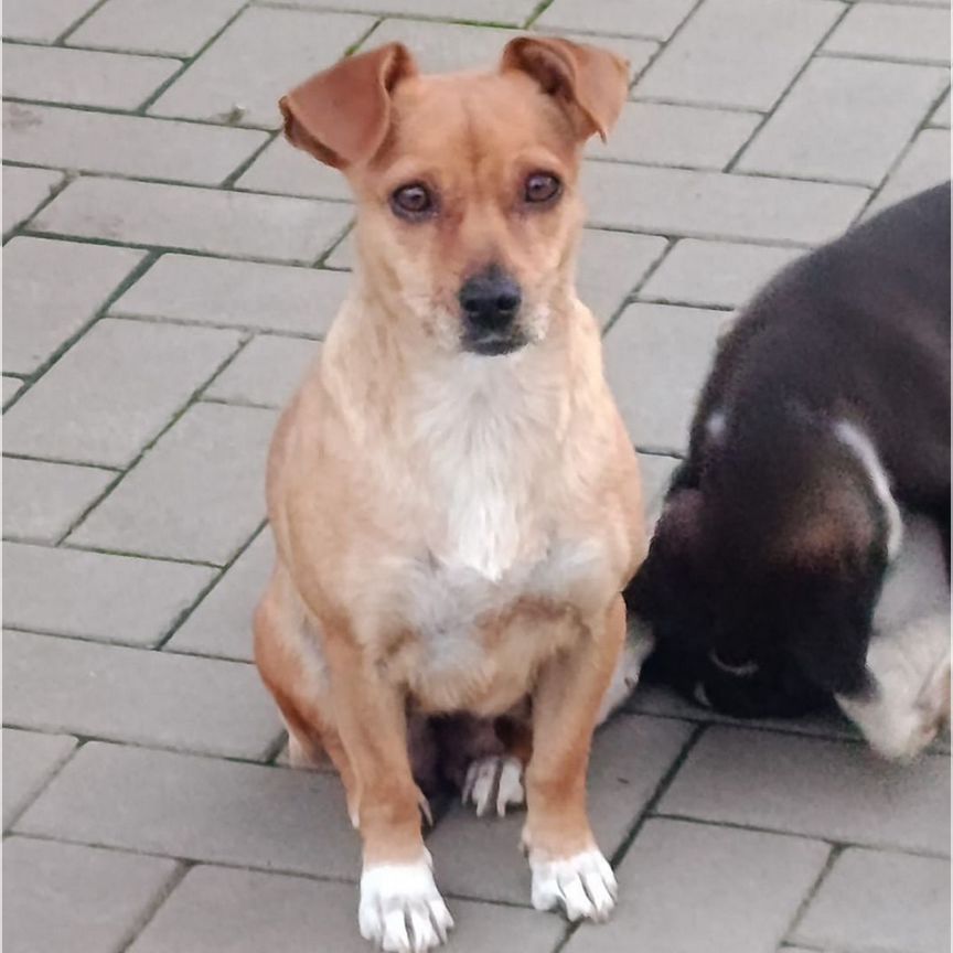 Взрослая собака в добрые руки