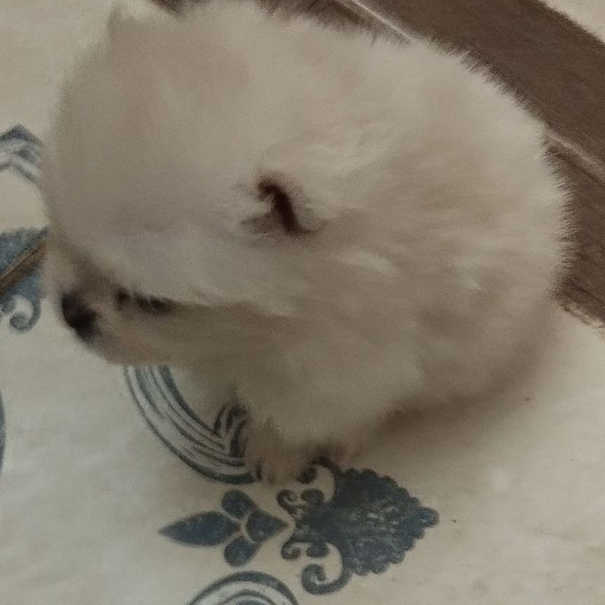 Померанский шпиц, щенок