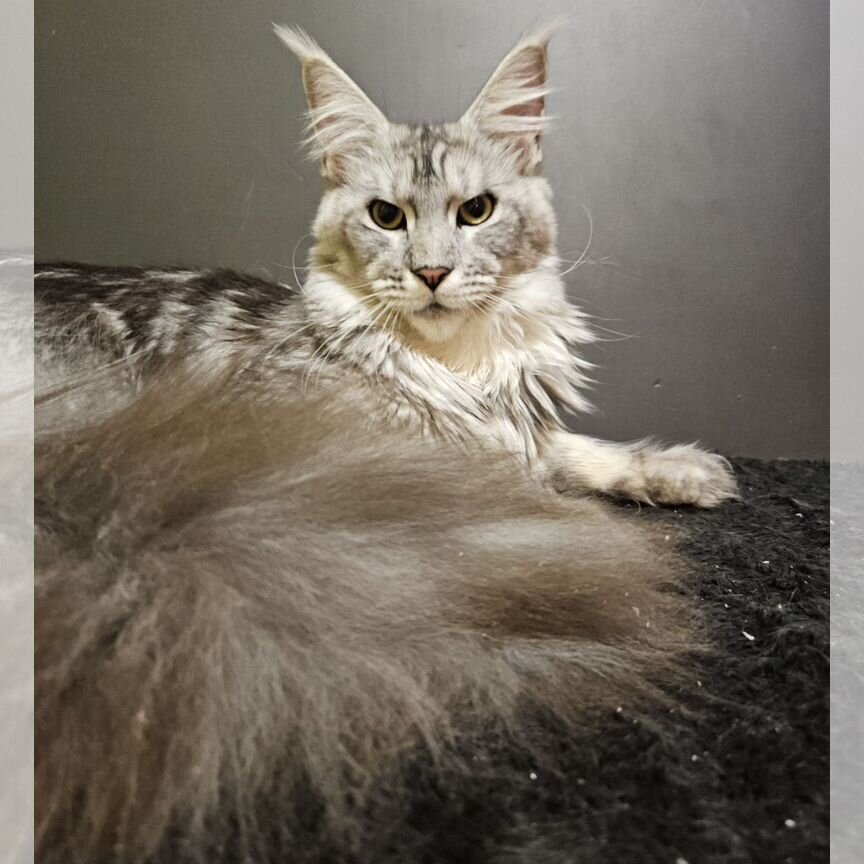 Мейн-кун котёнок