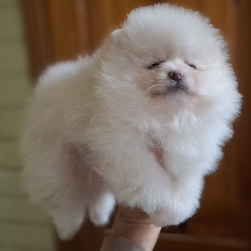 Померанский шпиц, щенок