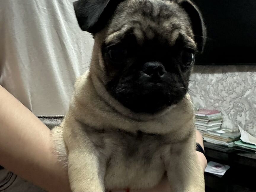 Продается мопс