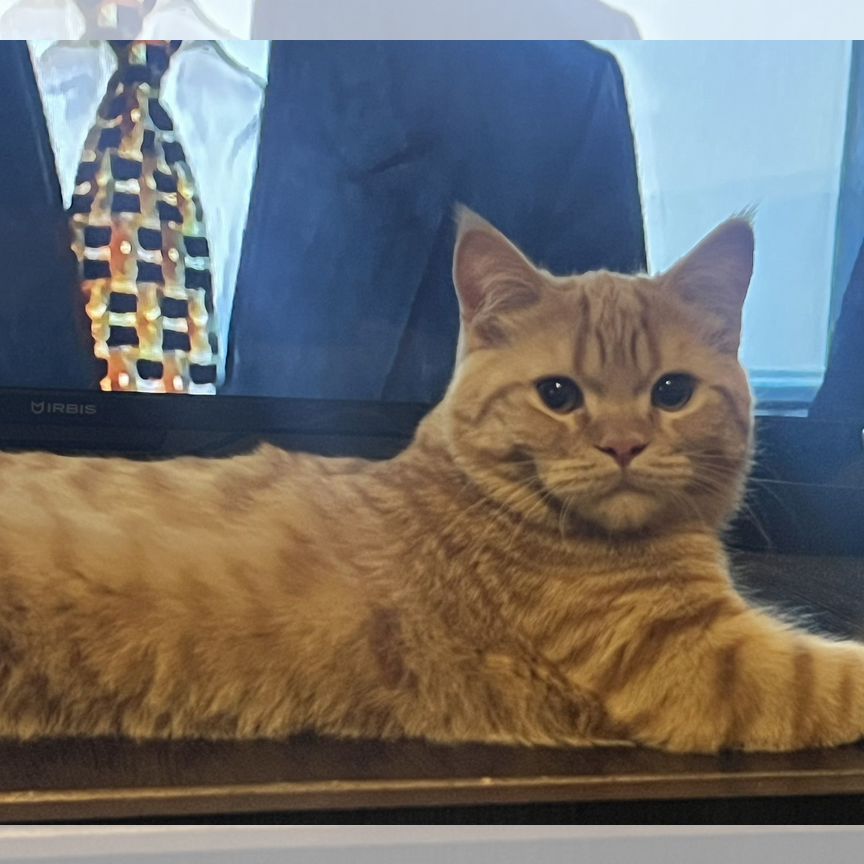 Шотландский кот на вязку