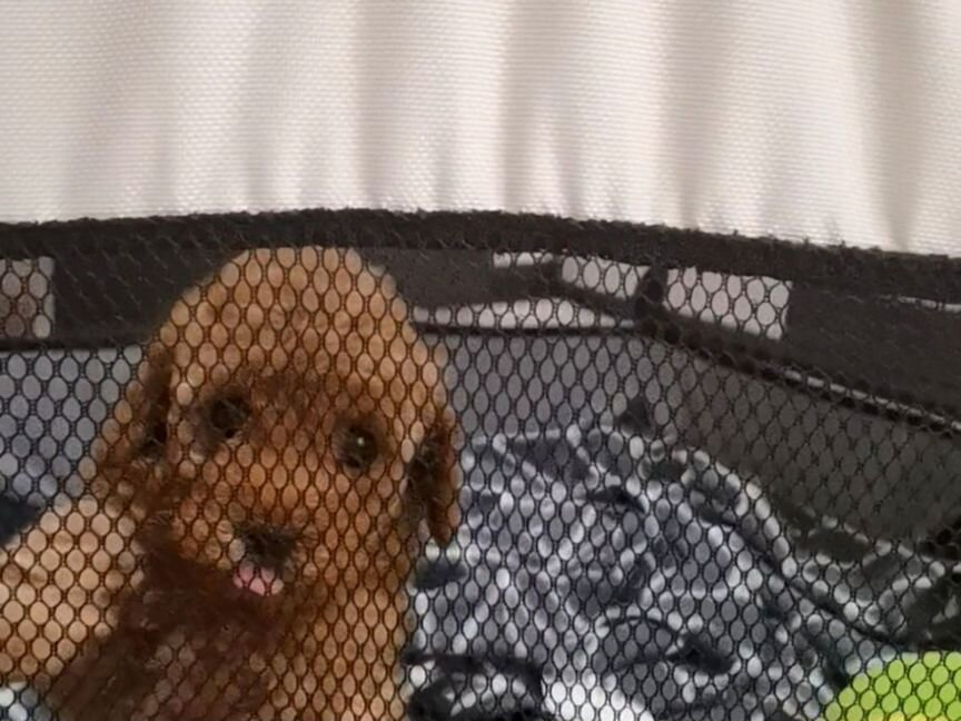 Мальтипу f1 девочка