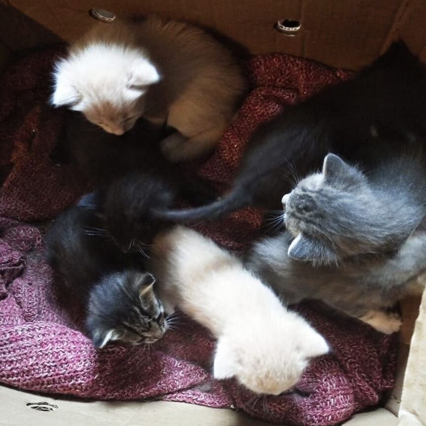 Котята в добрые руки