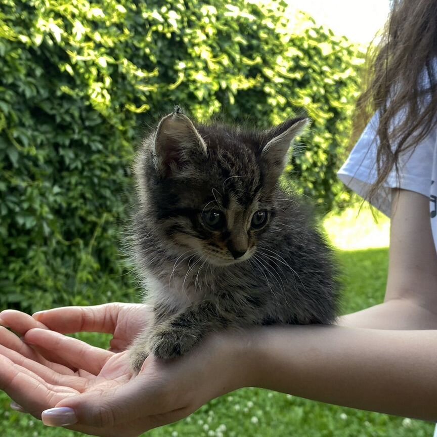 Кошка в дар бесплатно