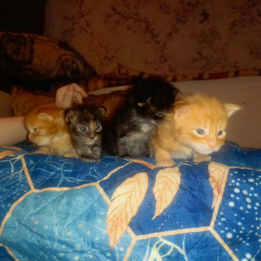 Котята Мейн-кун