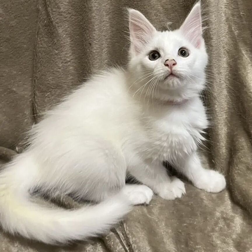 Мейн-кун котёнок