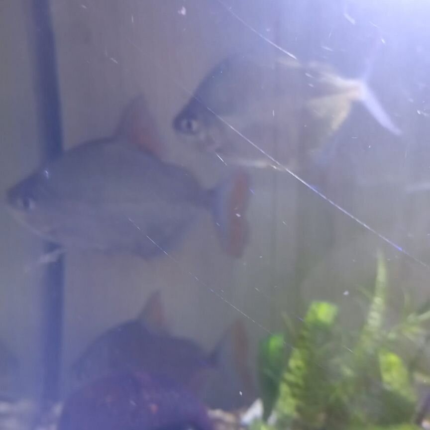 Рыба пиранья