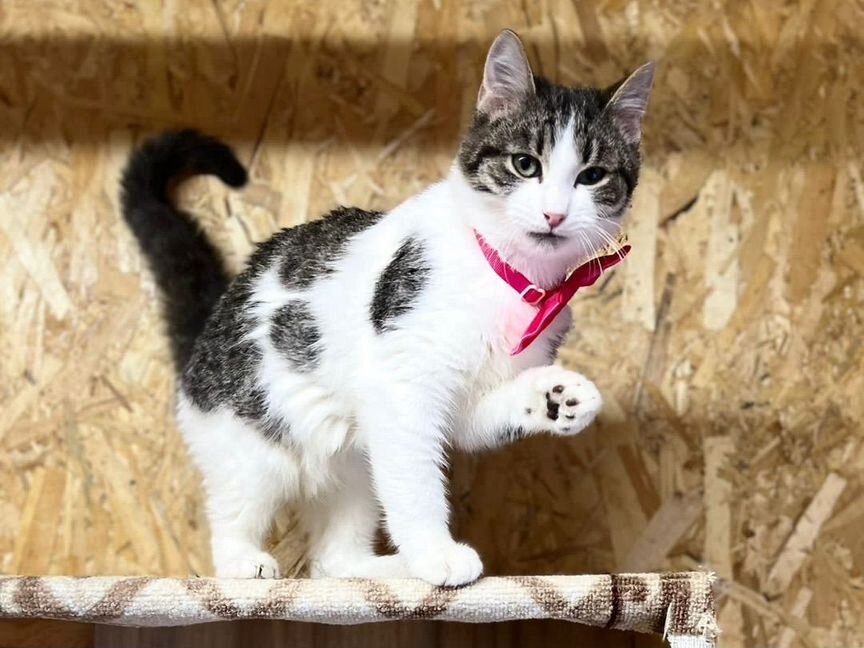 Котенка возвращают в приют