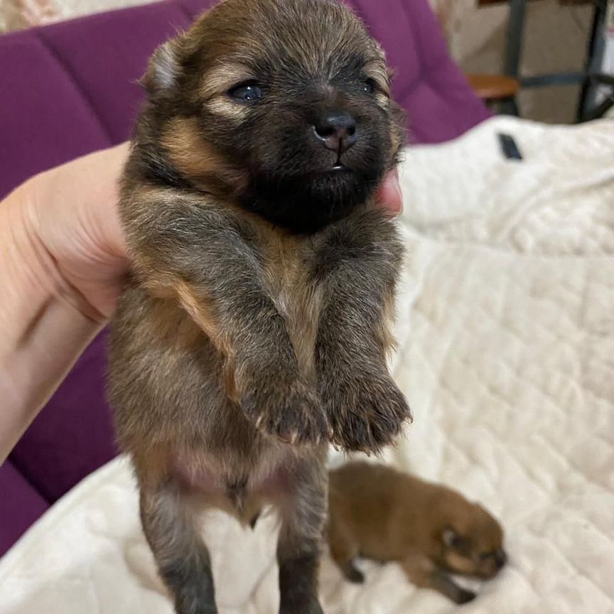 Померанский шпиц мини щенок