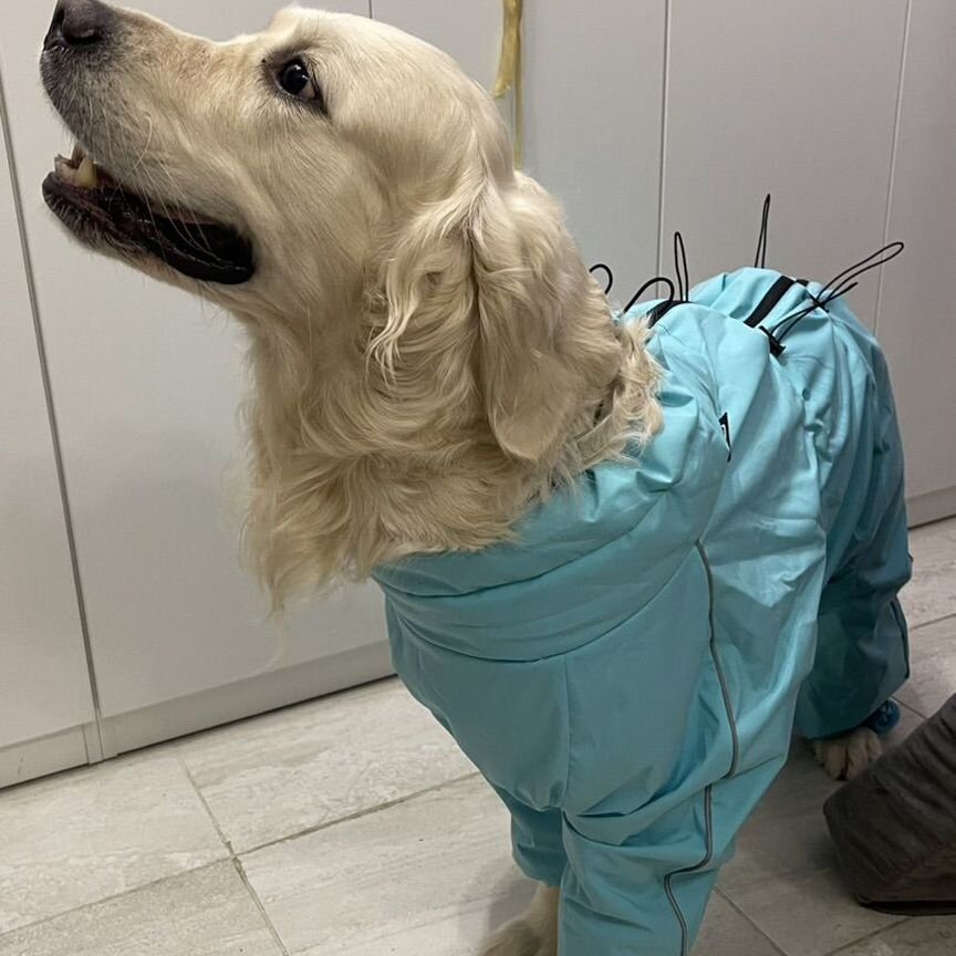 Комбинезон для собак