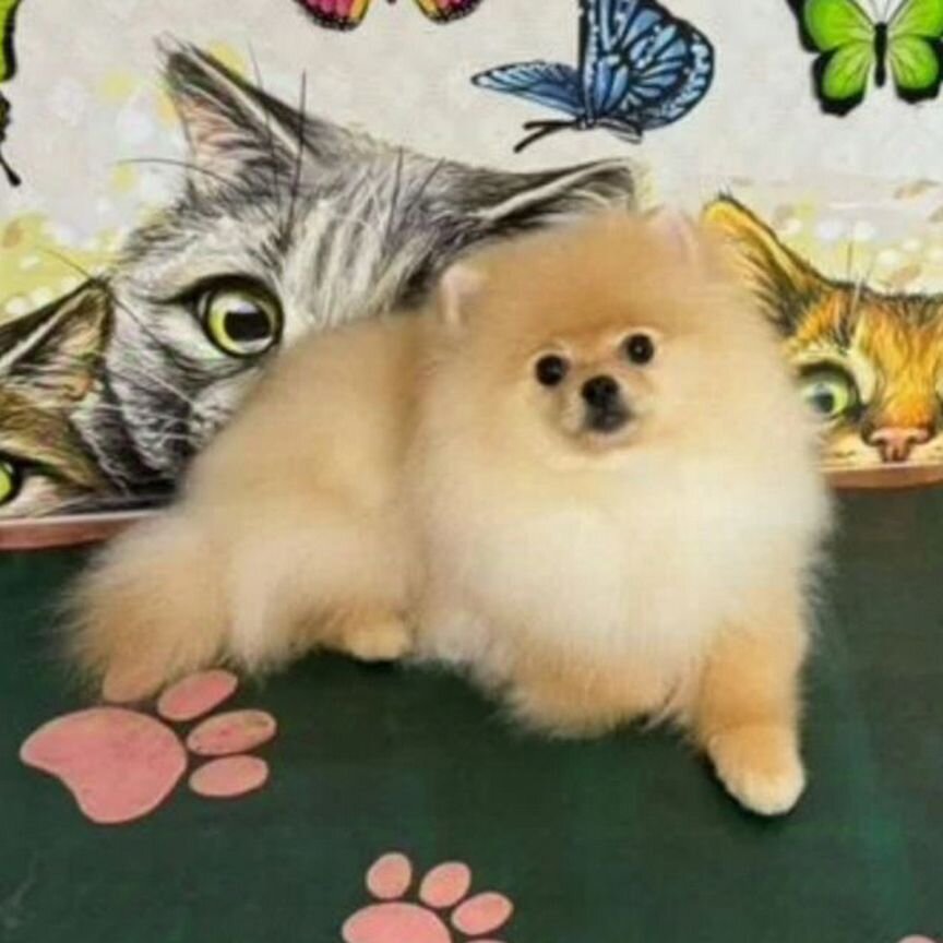Вязка Шпиц