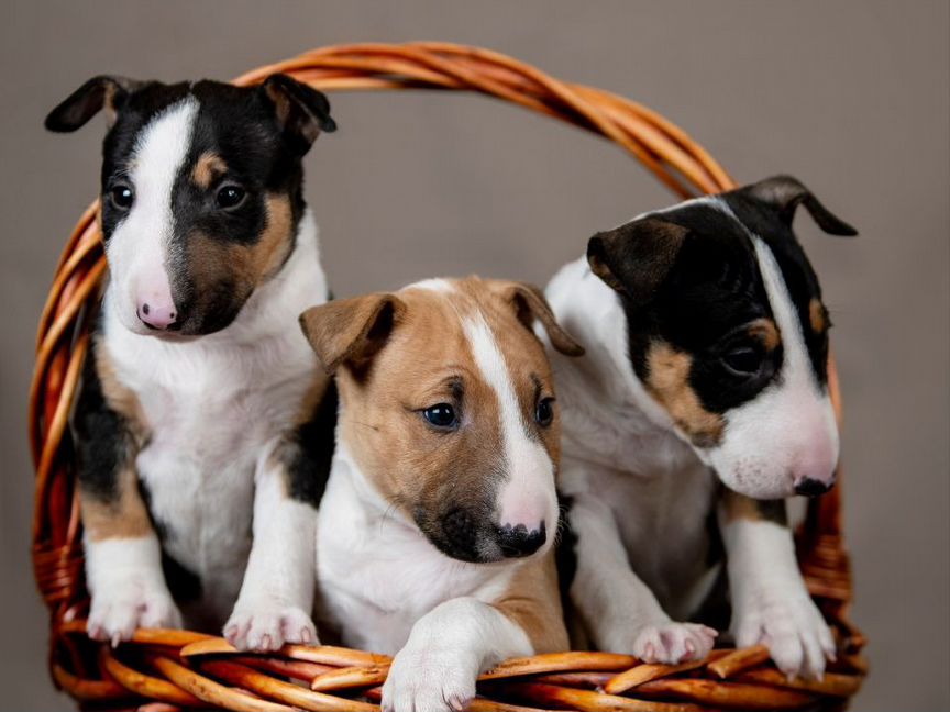 Миниатюрный бультерьер щенки