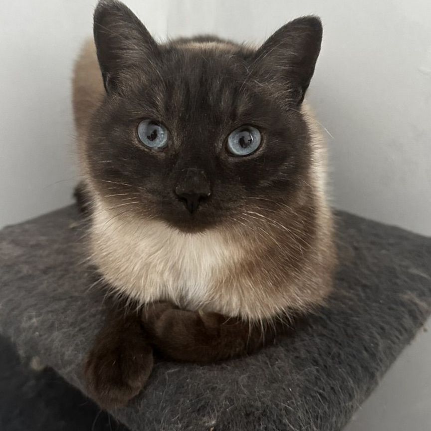 Взрослая, кошка в добрые руки