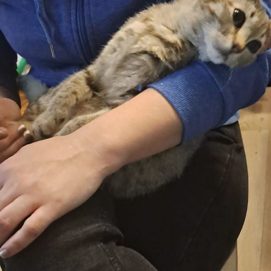 Котёнок подросток в хорошие руки