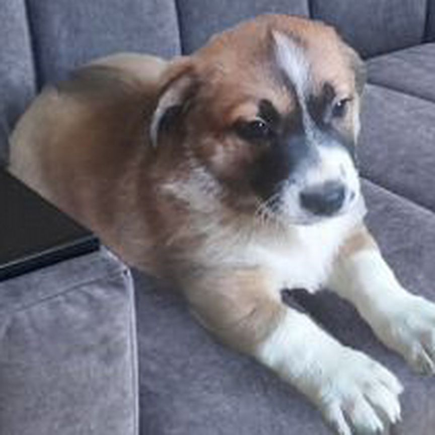 Мальчик Гриша 2 мес вырастет небольшой