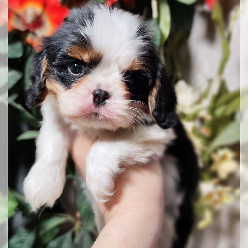 Кавалер кинг-чарльз-спаниель, щенок