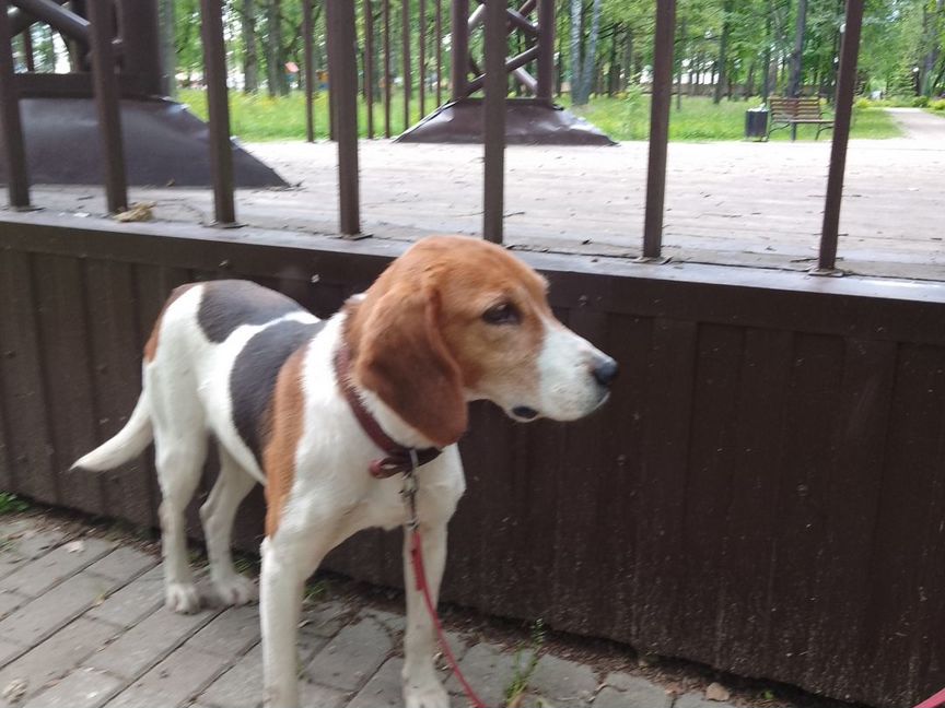 Продам собака