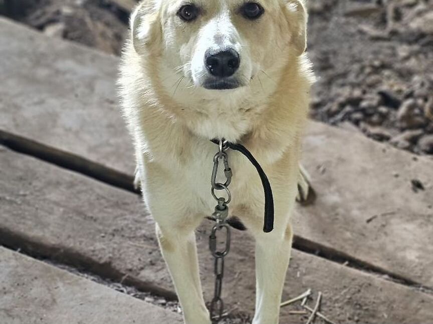 Собака в добрые руки