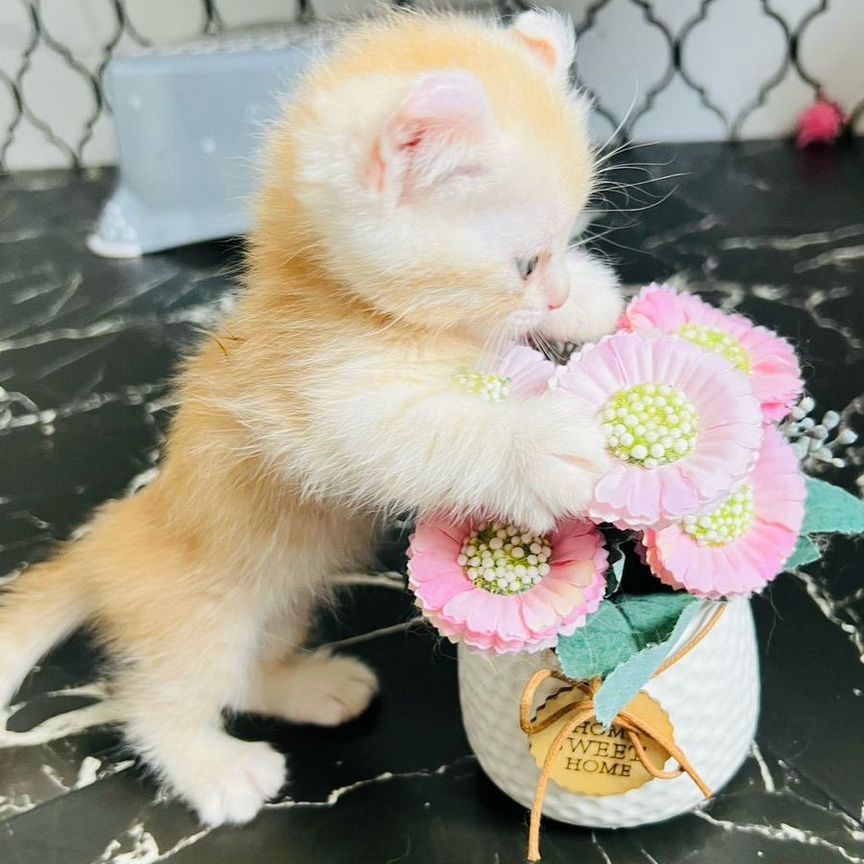 Котята Кинкалоу очень редкая порода