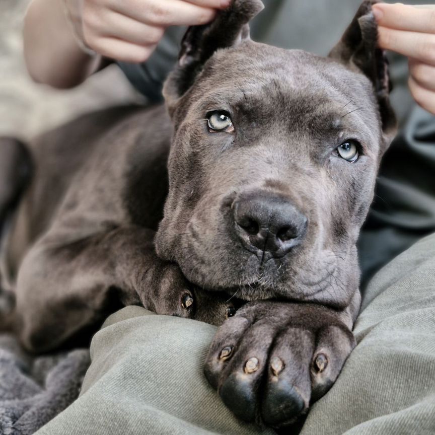 Кане-корсо, щенок