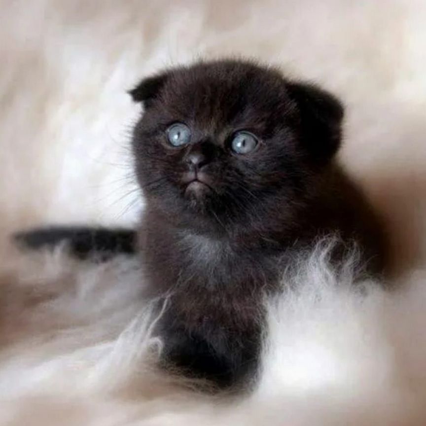 Котята