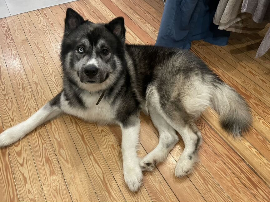 Найдена собака хаски