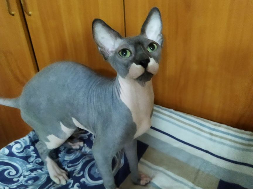 Канадский сфинкс котик