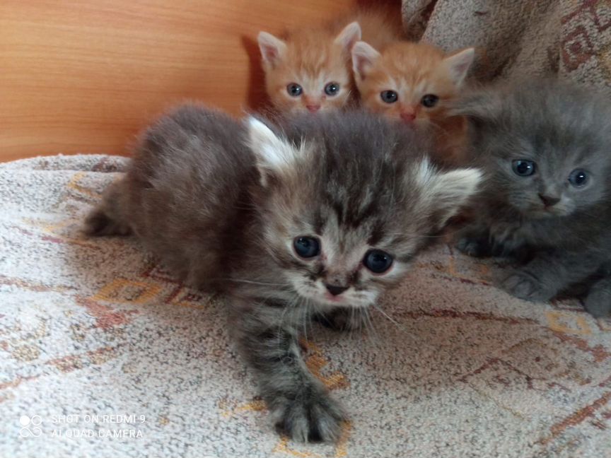 Котенок от шотландской кошки