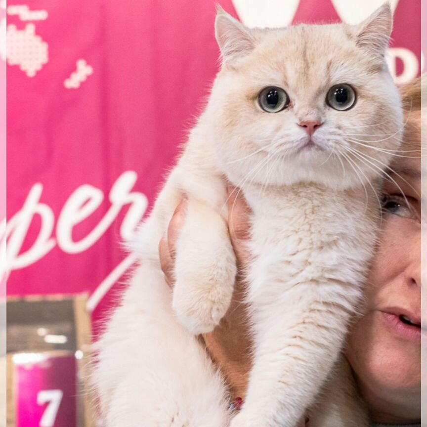 Британский короткошёрстный, взрослый кот