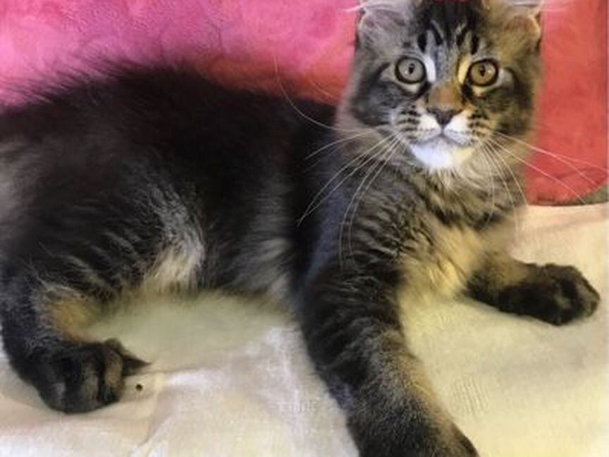 Котик черный тик 3.5 мес