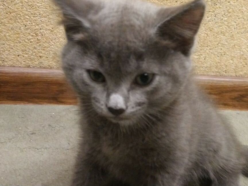 Кошечка. Мама сибирячка папа вислоухий британец