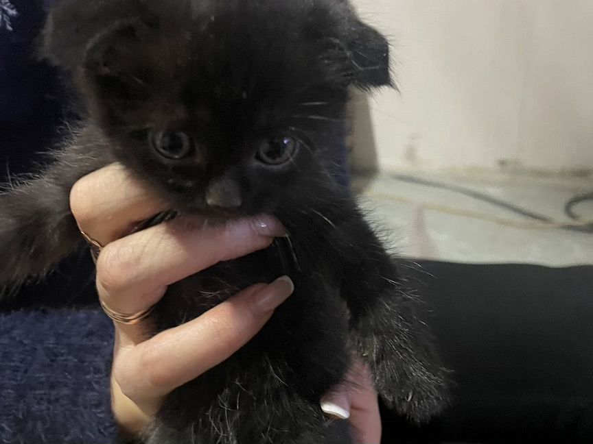Вислоухие котята