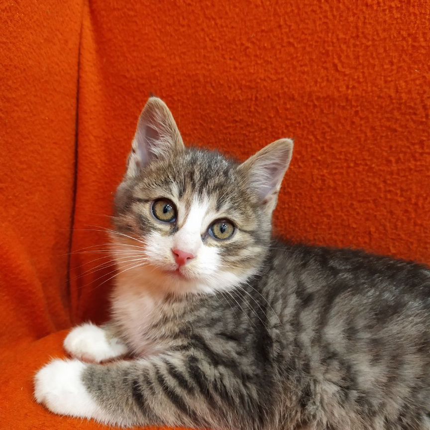 Котик в хорошие руки