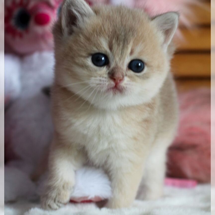 Британский короткошёрстный котёнок