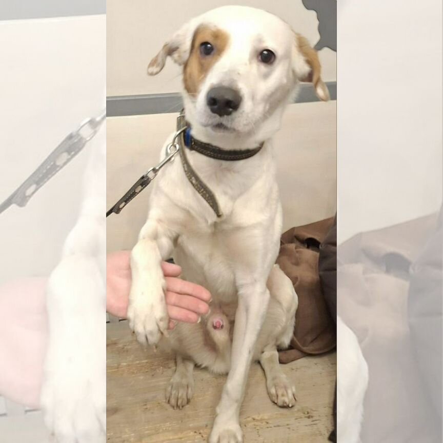 Собака в добрые руки