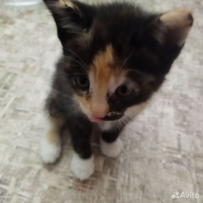 Маленькая трехцветная кошечка