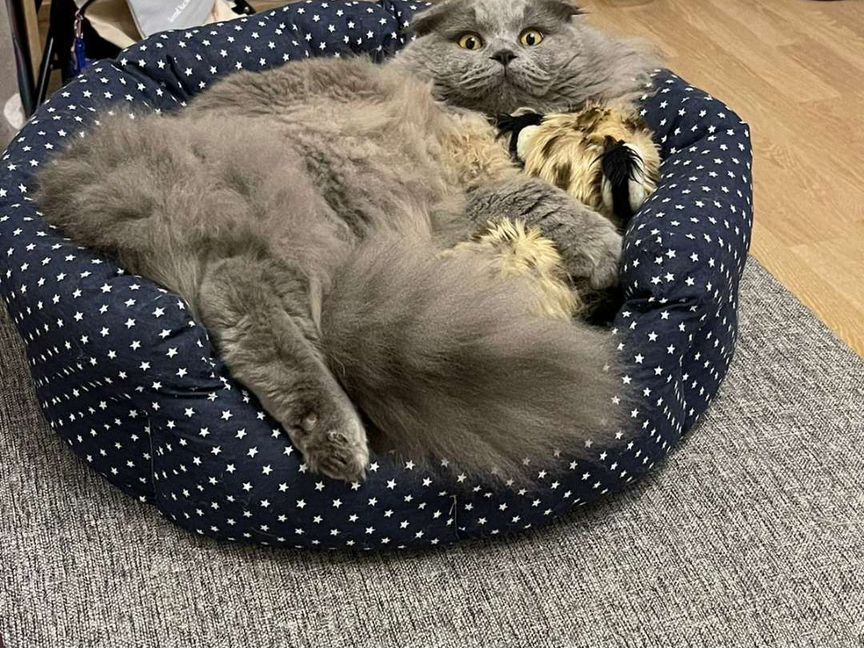 Шотландский кот вязка