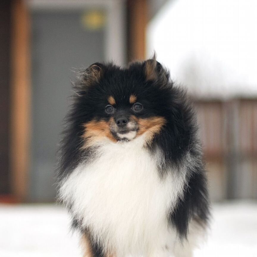 Юниор трик без недостатков