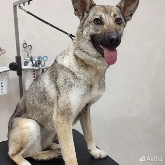 Собака Алиса ищет хозяина. Отдадим в хорошие руки