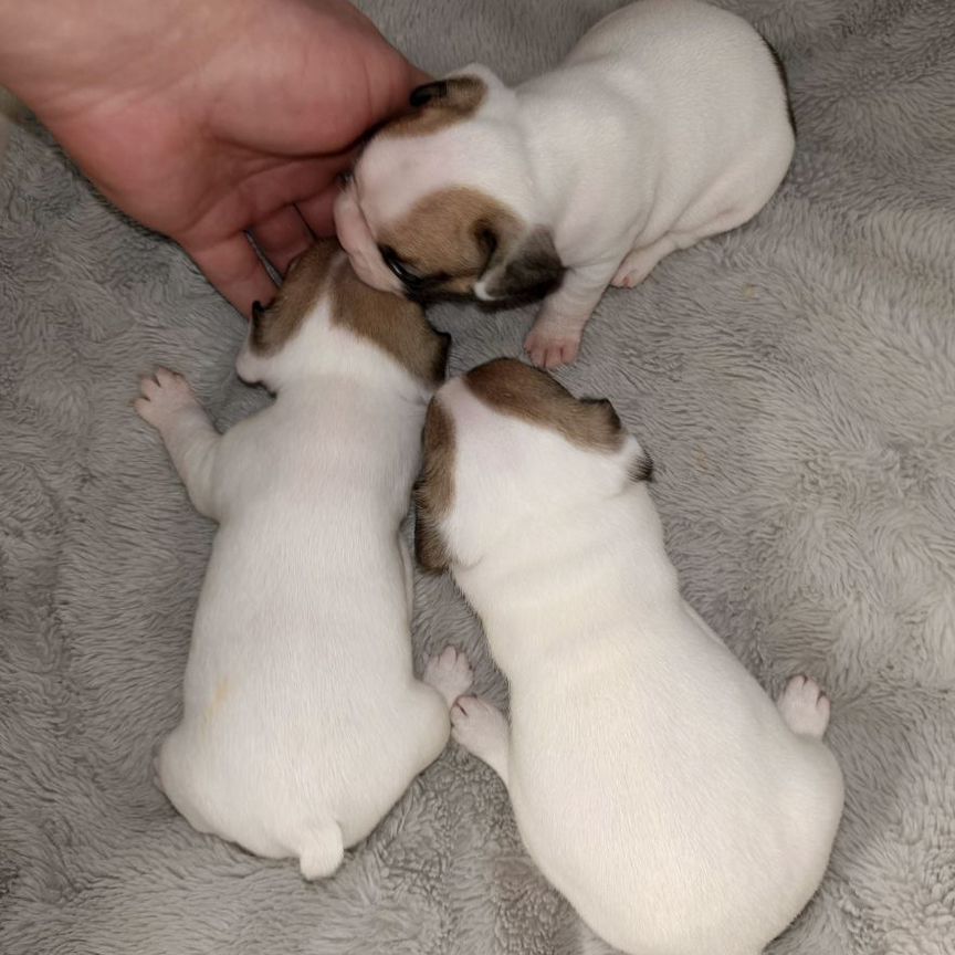 Французский бульдог, щенок